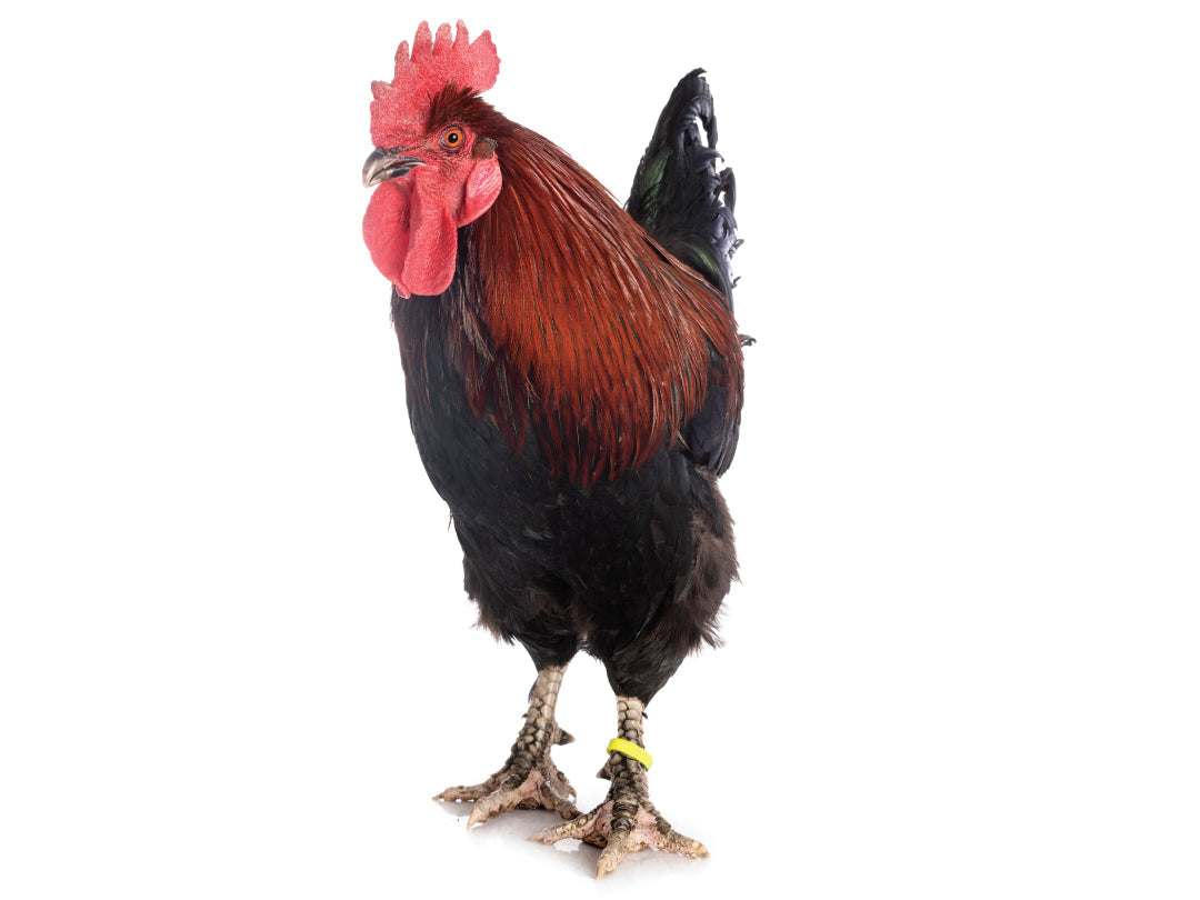 H-Farm Black Copper Marans